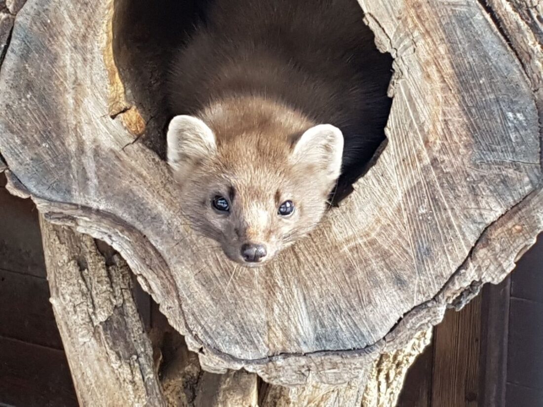 Szarvas és környéke top10 nevezetességek, látnivalók, programok ...